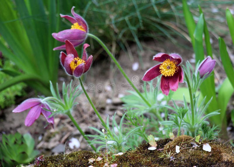 In Spring, Pulsatilla Patens Blooms in the Wild Stock Image - Image of ...