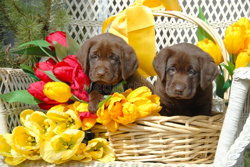 Spring Puppies stock image. Image of cute, spring, lovable - 4893227