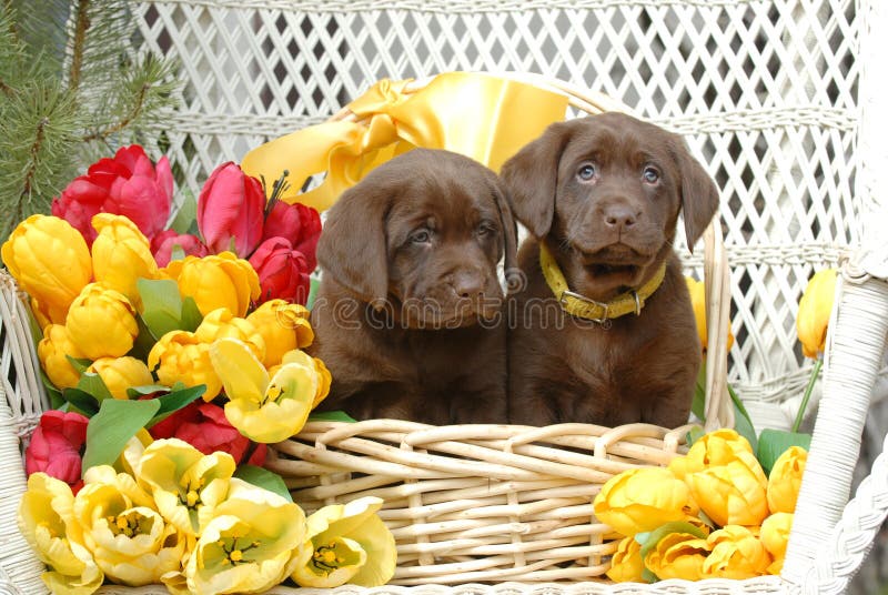 Spring Puppies stock photo. Image of retriever, puppy - 4893234