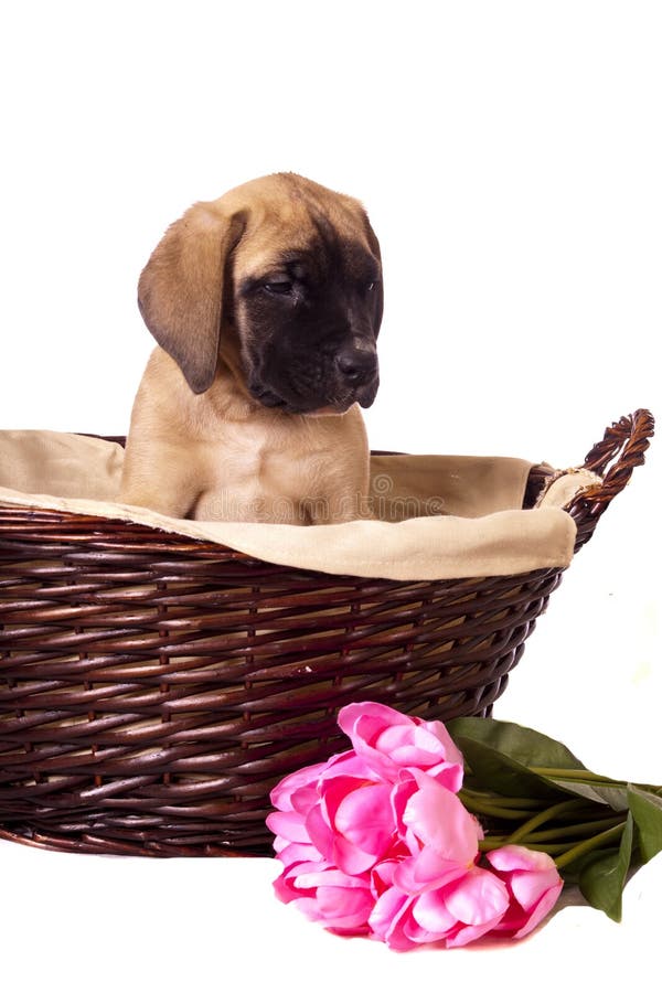 Spring puppy stock image. Image of adorable, cute, isolated - 13656825