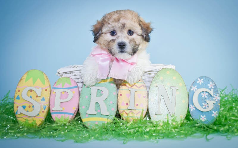 Spring Puppy stock image. Image of gardens, looking, brown - 4893423