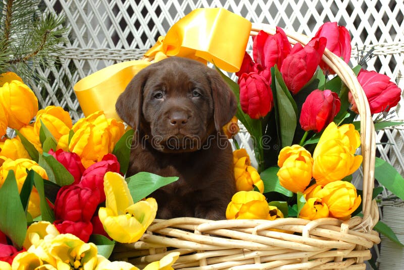 Spring Puppy stock image. Image of gardens, looking, brown - 4893423