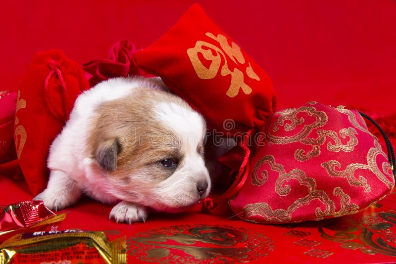 Sweety dogs stock photo. Image of flowers, lake, friendly - 4893842