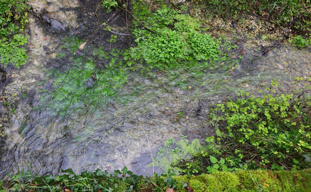 Spring of Pure Water that from the Resurgence Forms a Small Stream with ...