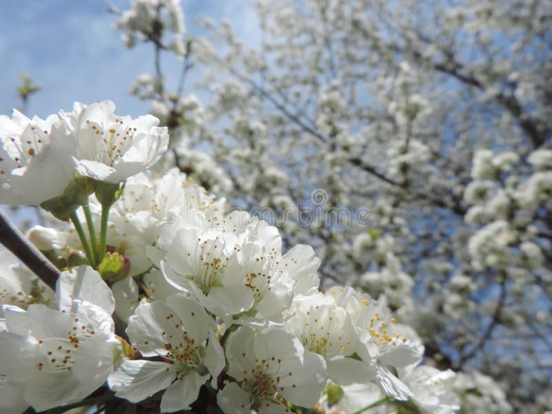 Spring Purity stock image. Image of nature, season, white - 91605741