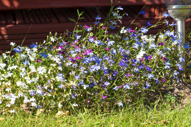 Spring Purple and Blue Flowers in the Garden Stock Photo - Image of ...