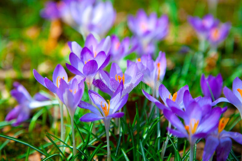 Spring Purple Crocus Flowers Stock Photo - Image of crocus, purple ...