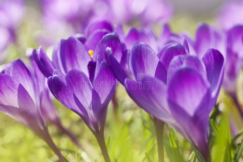 Spring Purple Crocus Flowers Stock Photo - Image of early, lilac: 39531968