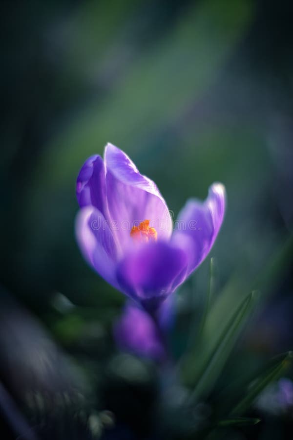 Spring Purple Flowering Crocus, the First Flowers of Spring Stock Photo ...