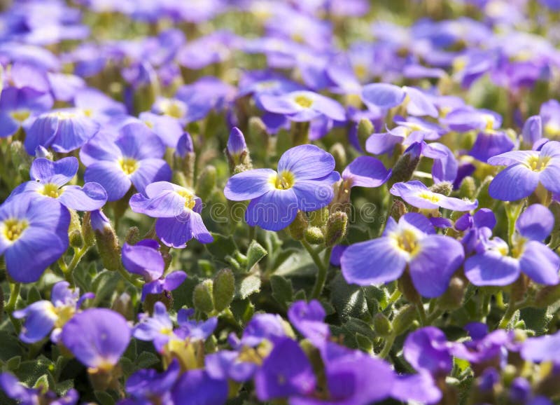 Types Of Purple Flowers Spring Flowers Purple Flowers