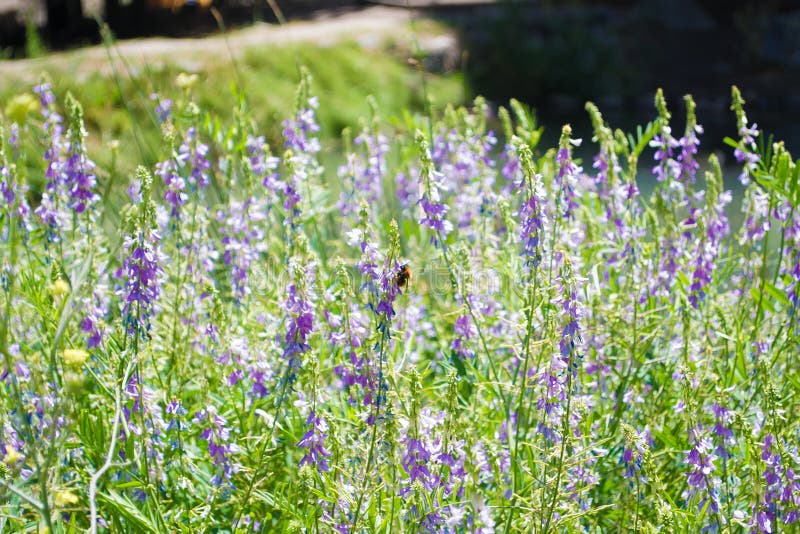Spring Purple Flowers in the Forest Stock Photo - Image of growth ...