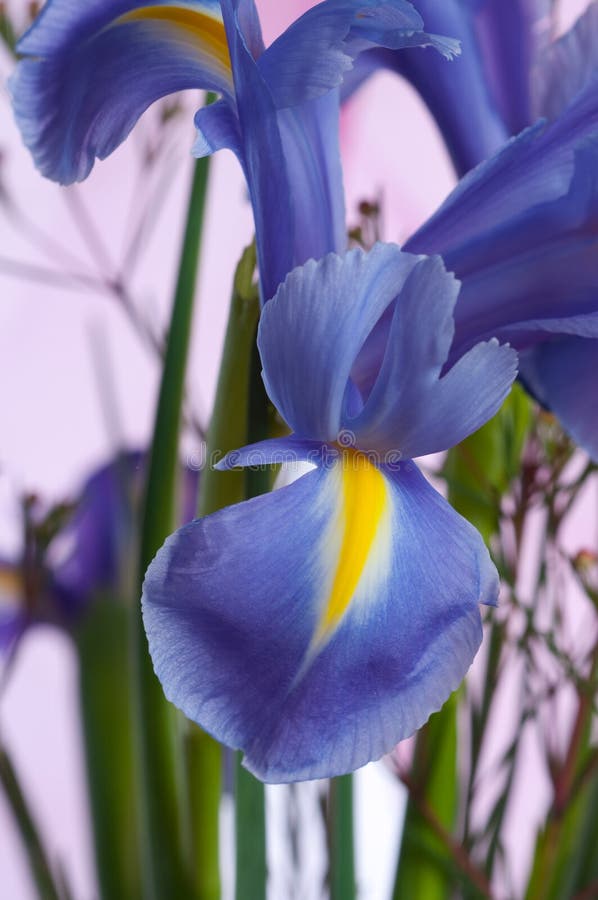 Spring Purple Flowers Irises Stock Image - Image of blossom, intensive ...