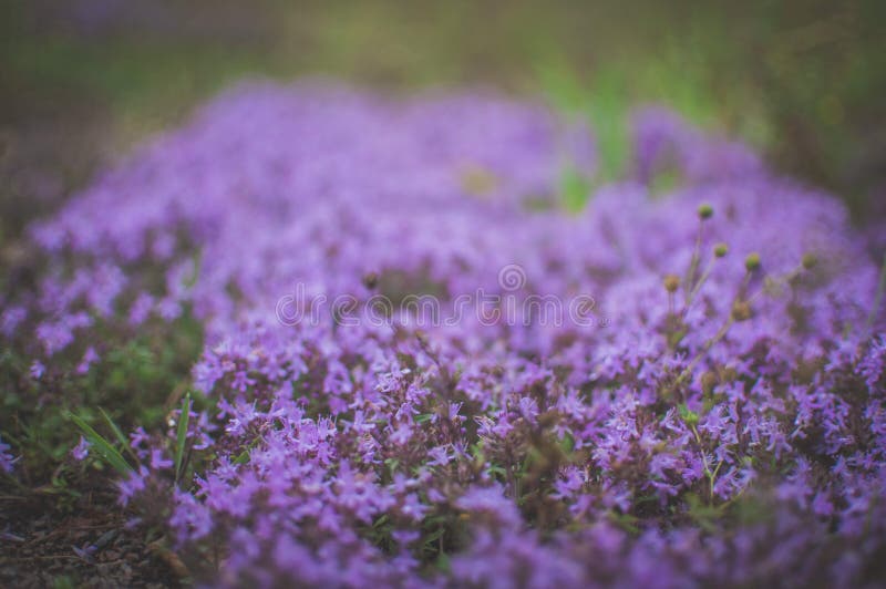 Spring Purple Flowers. Thyme in Forest. Soft Focus. Stock Image - Image ...