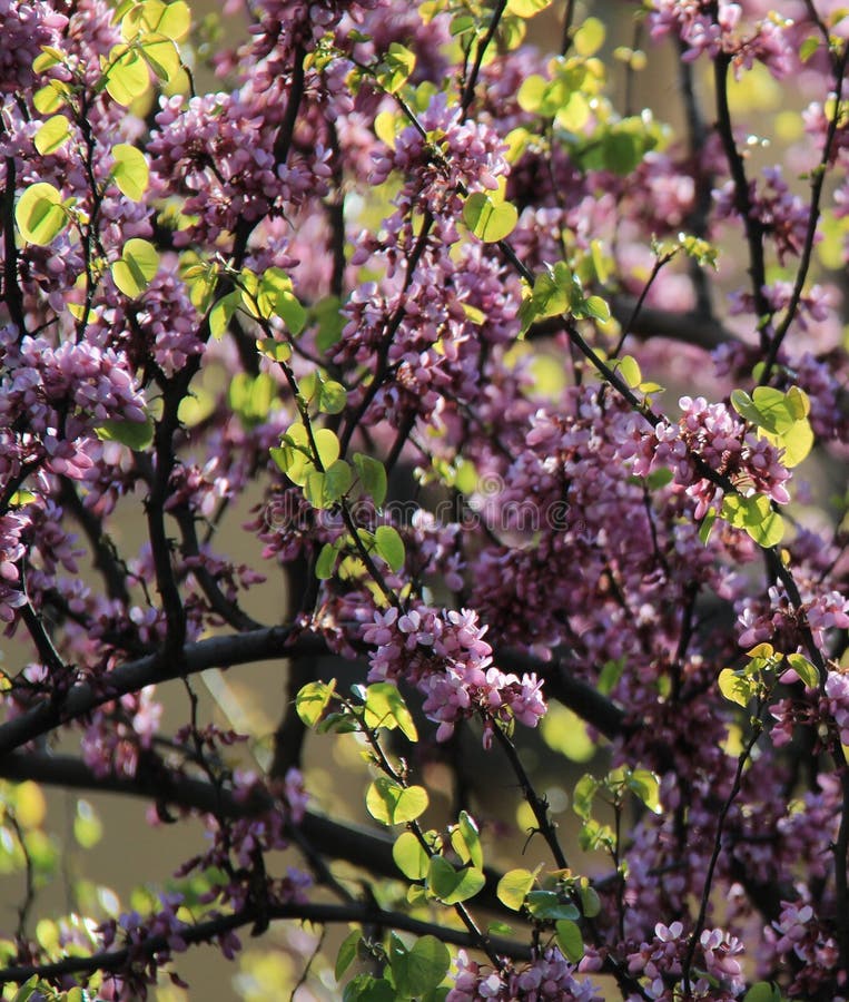 Spring Purple Flowers Tree Under Sunlight Stock Photo - Image of tree ...