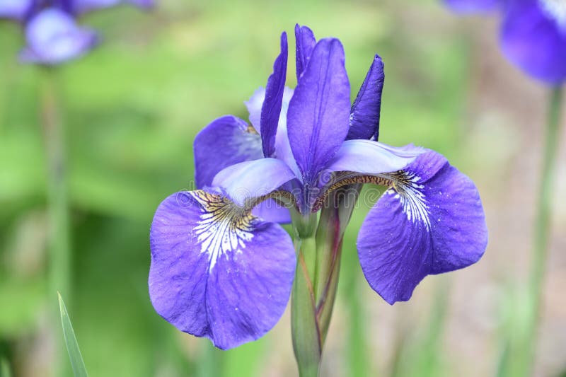 Spring Purple Iris Blooming in a Garden Stock Photo - Image of floral ...