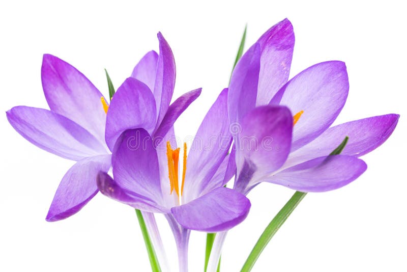 Spring Purple Little Crocus Flowers Isolated on White Stock Photo ...