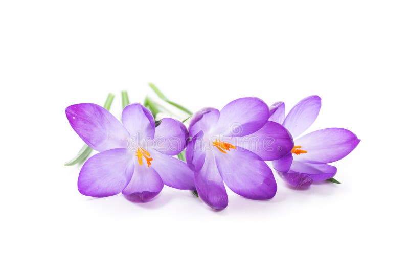 Spring Purple Little Crocus Flowers Isolated on White Stock Image ...
