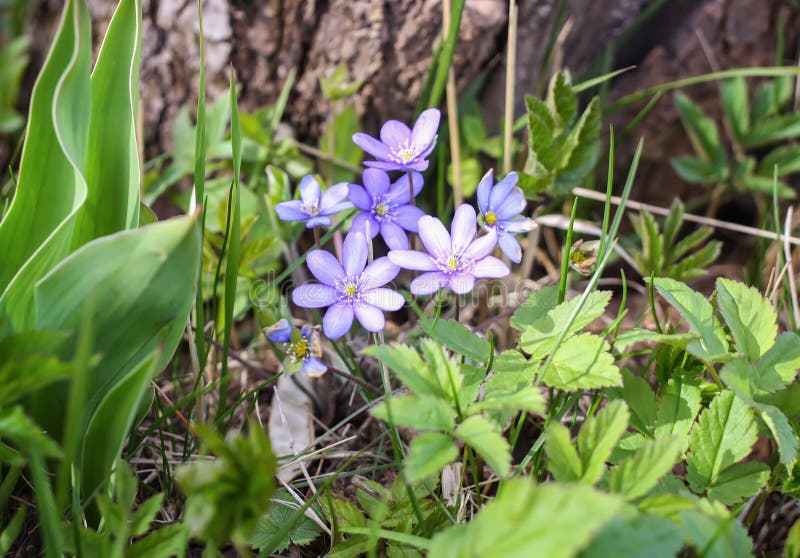 Spring wildflowers stock image. Image of flower, grow - 110217817