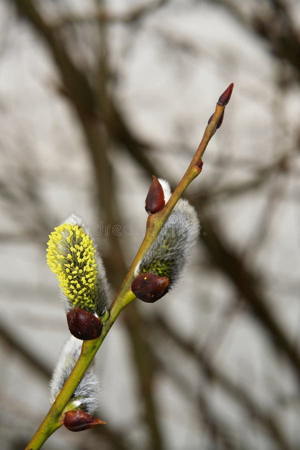 Spring Pussy-willow Picture. Image: 4921800