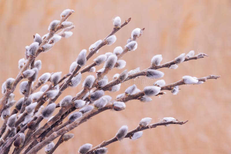 Spring Willow Branches Outdoor Stock Photo - Image of sunday, gemma ...