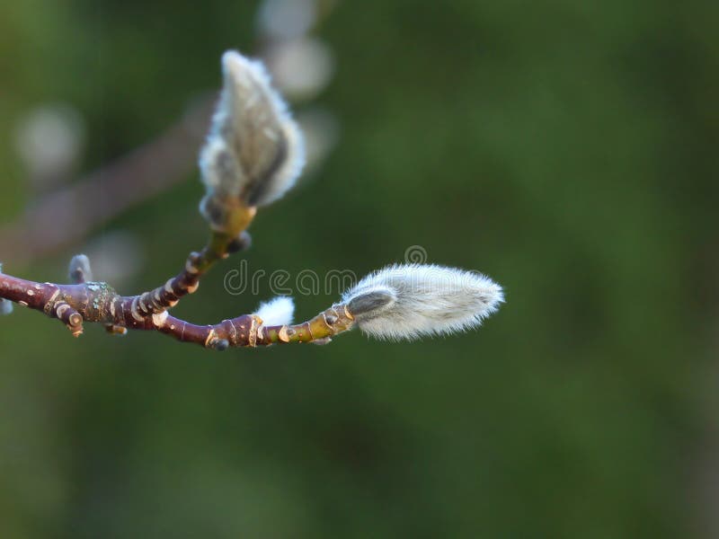 Spring willow buds stock image. Image of blue, cloud - 56366093