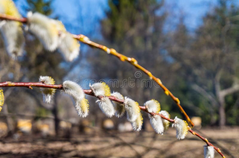 Spring pussy-willow stock image. Image of space, branch - 68255389