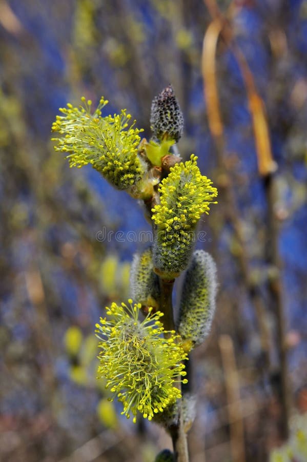 Spring willows stock image. Image of gentle, caprea, furry - 68567529