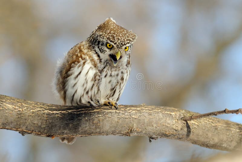 Spring Pygmy Owl Perching and Crying Stock Image - Image of raptor ...