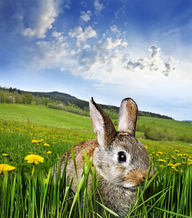 Spring buds stock photo. Image of cuddly, plant, awake - 12973398