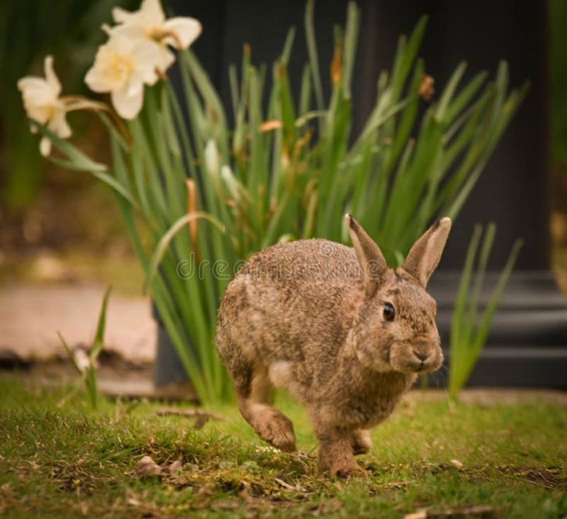 Spring Rabbit stock image. Image of beautiful, industries - 114358405