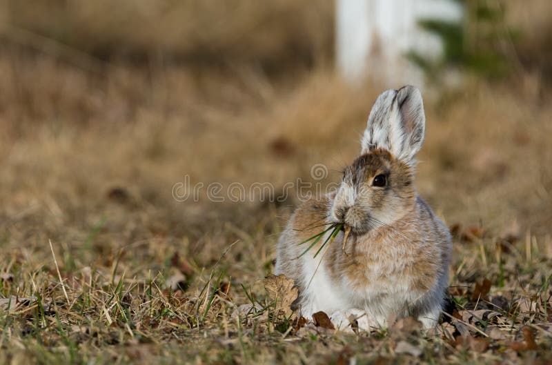 Spring Rabbit Snowshoe Hare in Transition Stock Image - Image of hare ...