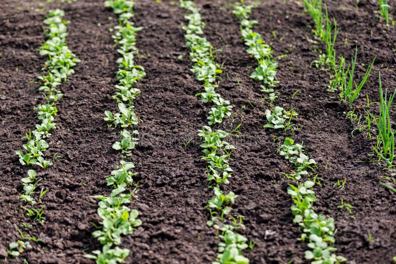Spring Radish Shoots on Black Soil Stock Photo - Image of green ...
