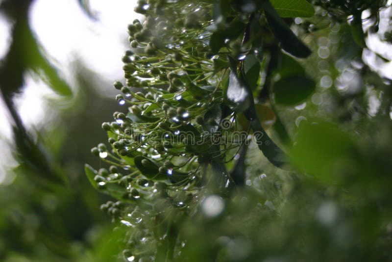Spring Rain stock photo. Image of forest, rain, dense, spring - 978118