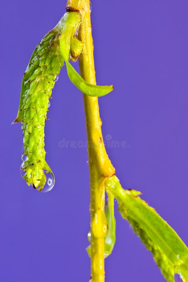 Spring rain stock image. Image of vertical, seed, nature - 4541119