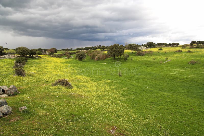 Spring rain stock photo. Image of yellow, storm, grass - 704826