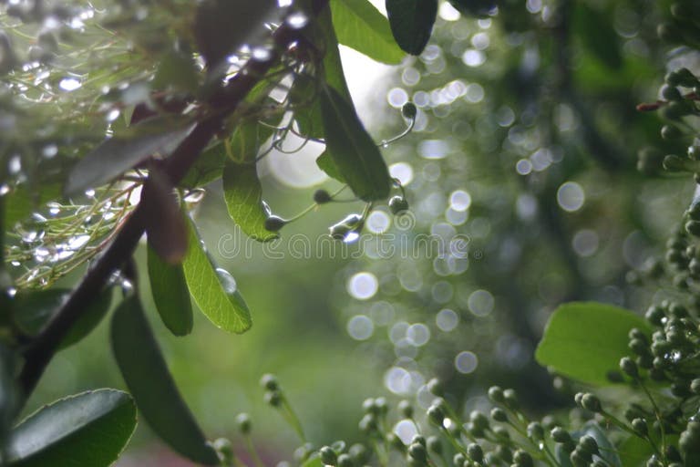 Spring Rain stock photo. Image of forest, rain, dense, spring - 978118