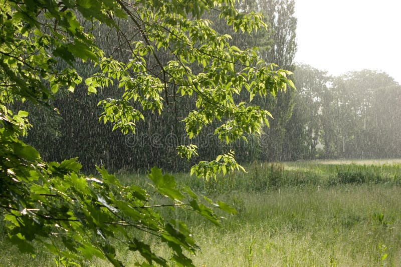 Spring rain stock photo. Image of grass, shower, june - 9847730