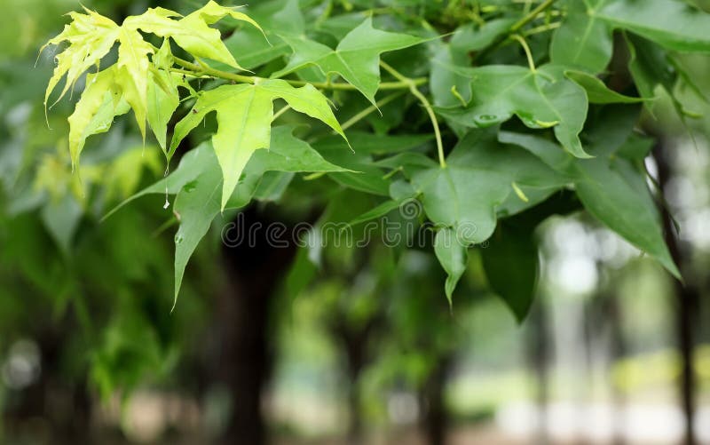 Maple Trees on the Roadside. Stock Image - Image of environment, feeling: 317236451