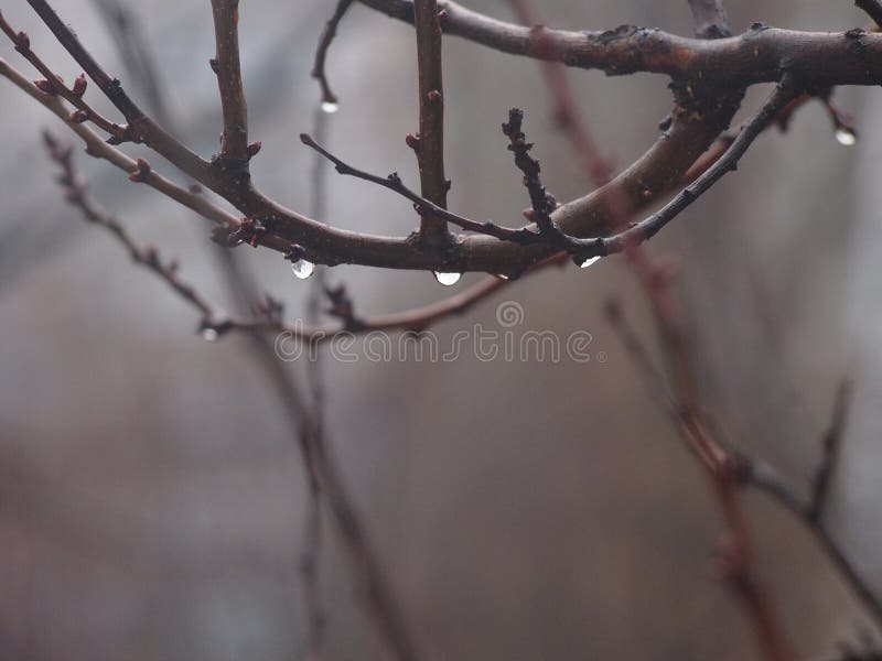 Spring rain stock photo. Image of cloudy, drips, rain - 96481284