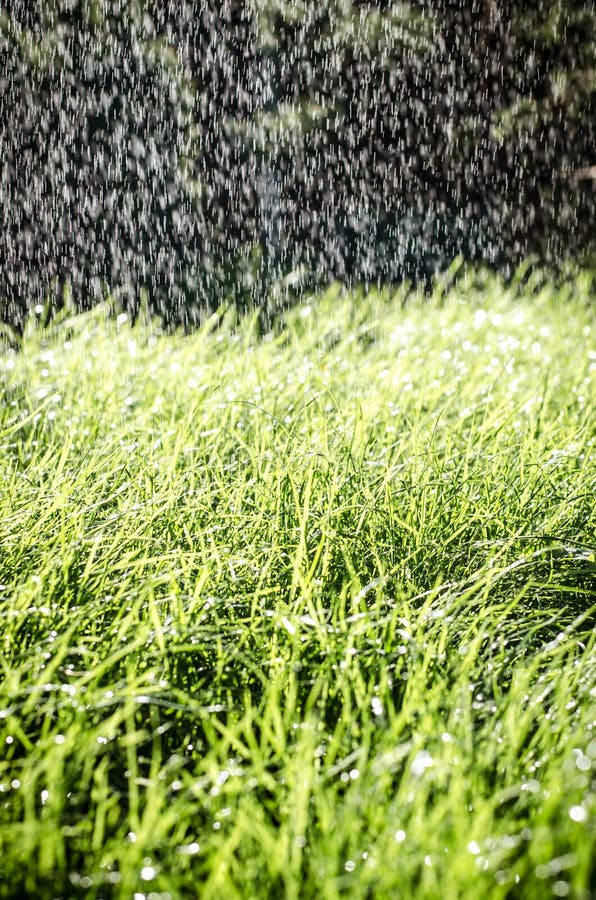 Spring Rain Droplets Falling Down into Green Grass Stock Image - Image ...