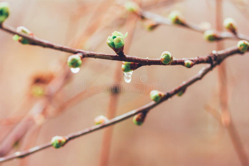 Spring Rain Drops on the Buds. Selective Focus Stock Image - Image of ...