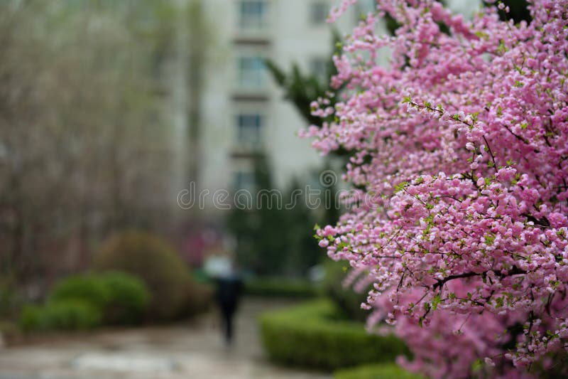 In Spring, Plum Blossoms Bloom in the Community after the Rain Stock ...