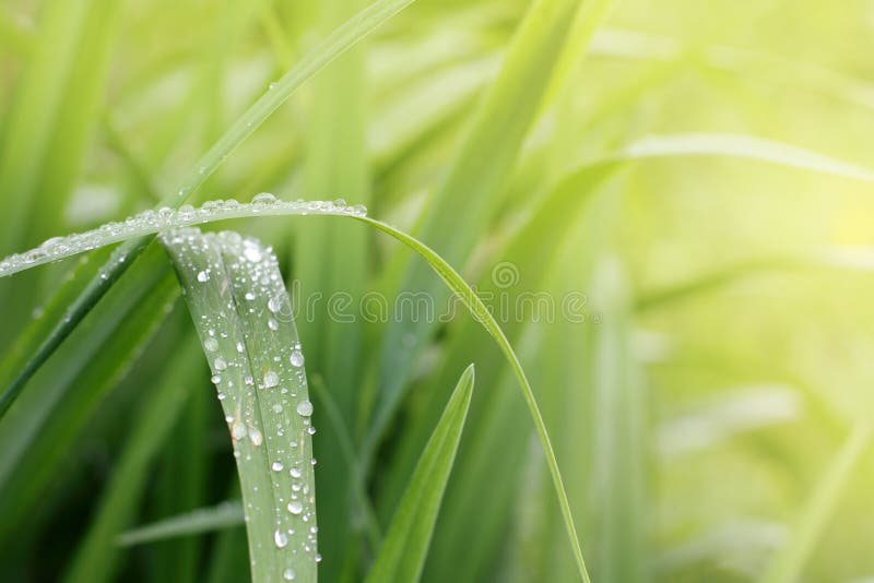 After spring rain stock image. Image of backgrounds, organic - 78392157