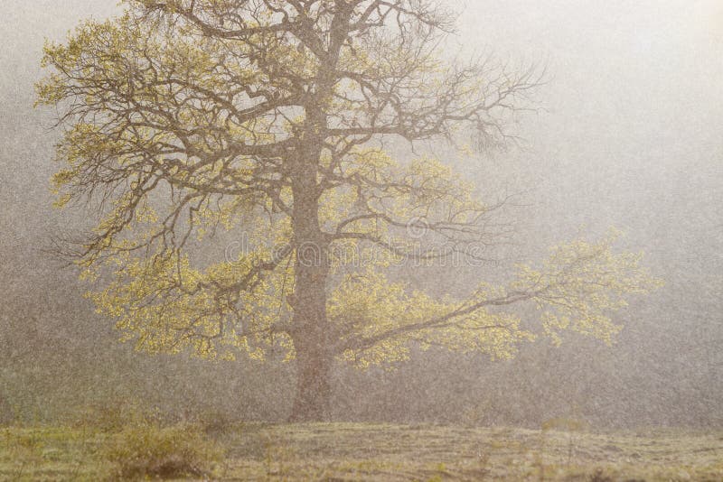 Spring Rain Over the Oak Tree on the Open Meadow. Stock Photo - Image ...