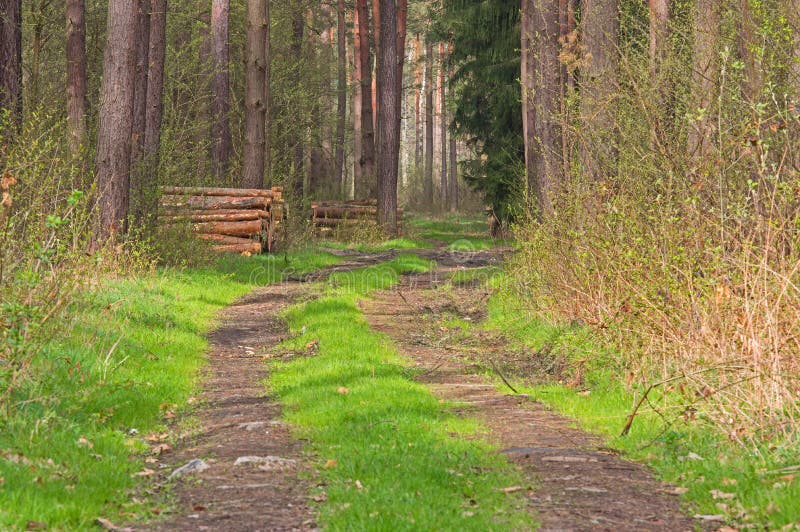 A Puddle in the Pouring Rain of Spring. Stock Image - Image of condense ...
