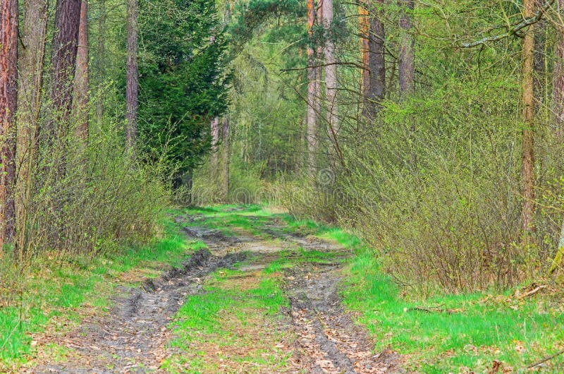 A Puddle in the Pouring Rain of Spring. Stock Photo - Image of puddle ...