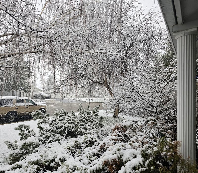 Spring Rain Turned To Snow, Giving a Beautiful Winter Scene Stock Photo ...