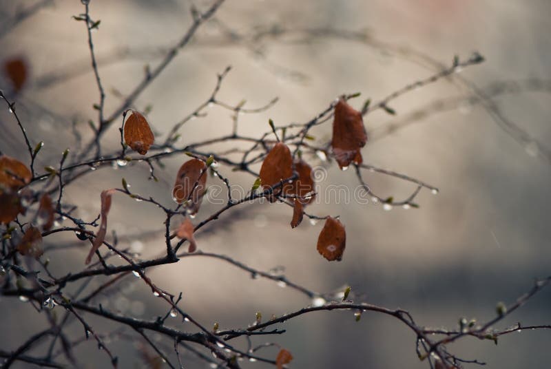 Spring rainy day stock image. Image of sunlight, floral - 24233623