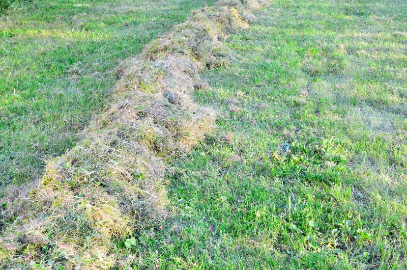 Lawn after Dethatching in Spring Stock Image - Image of horticulture ...