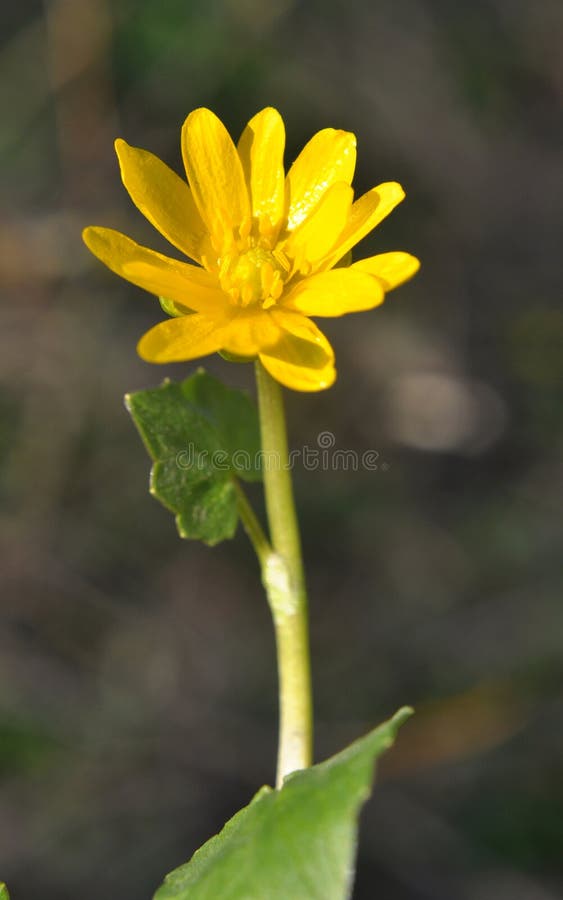 Ranunculus Ficaria Blooms in the Wild Stock Photo - Image of color ...